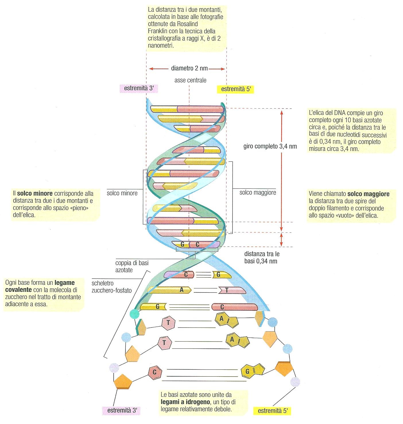 Portale Scientifico: La molecola di DNA ha la forma di una scala a ...