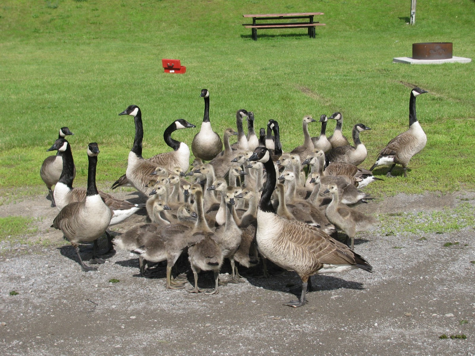 Ramblings of a Wildflower: Goose banding!