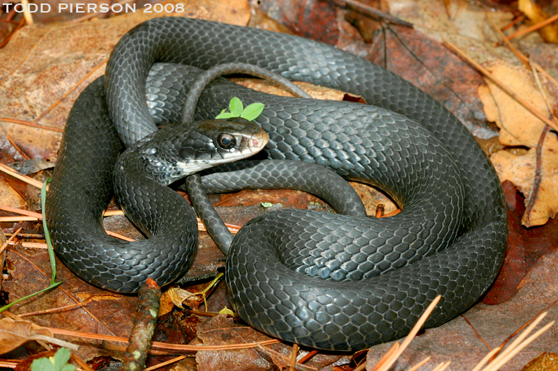 Reptiles and Amphibians: Culebra del este (Coluber constrictor)