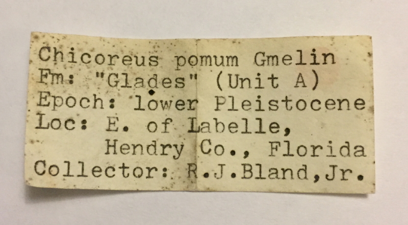 Fossils and Other Living Things: Buying a Fossil for its Label