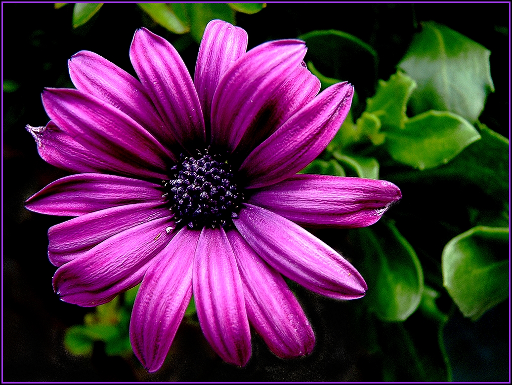 Pier-Maude Plourde: Modification d'une photo de fleur