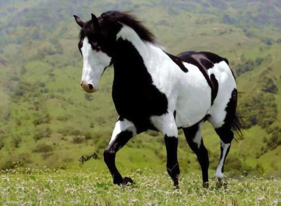 I Love All Animals Beauty Horse i-love-all-animals-beauty-horse