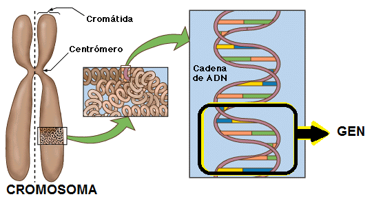 REVISTA LABBLOGGER CLINICO