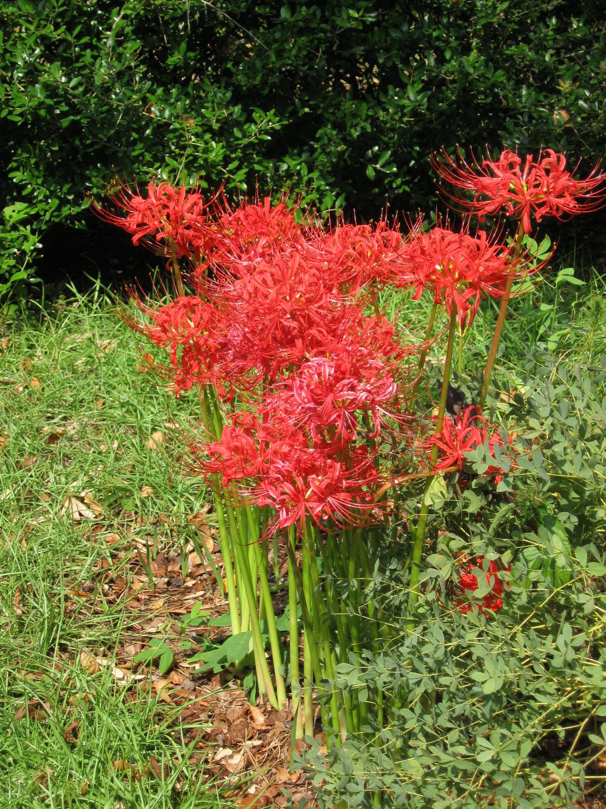 Gardening From the Ground Up: OH, DEER—PLANTS LIST 2