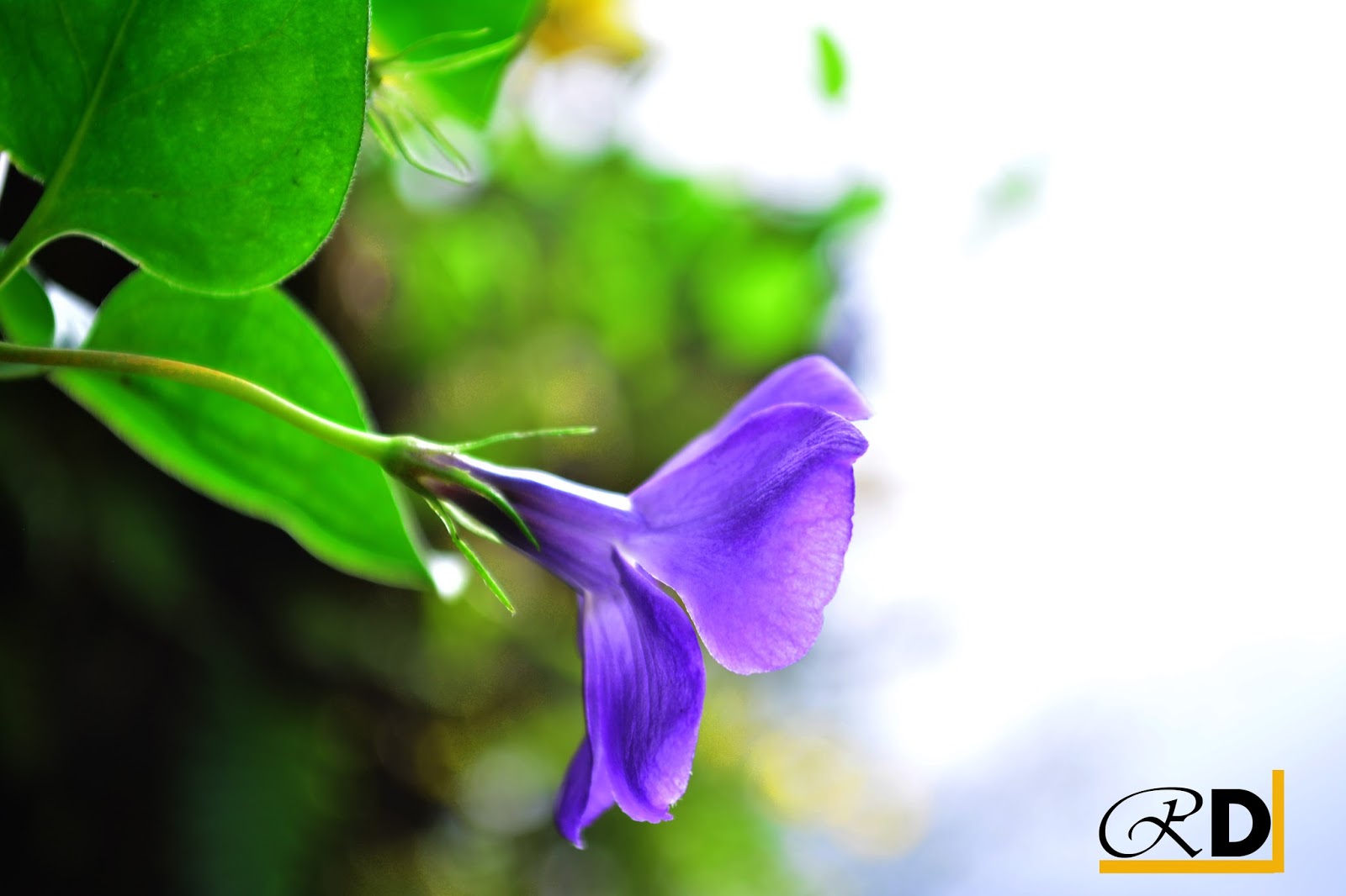 Flores Tradicionales de Guatemala
