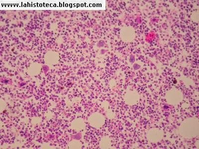 MORFOFISIOLOGIA I: GENERALIDADES DE HISTOLOGIA