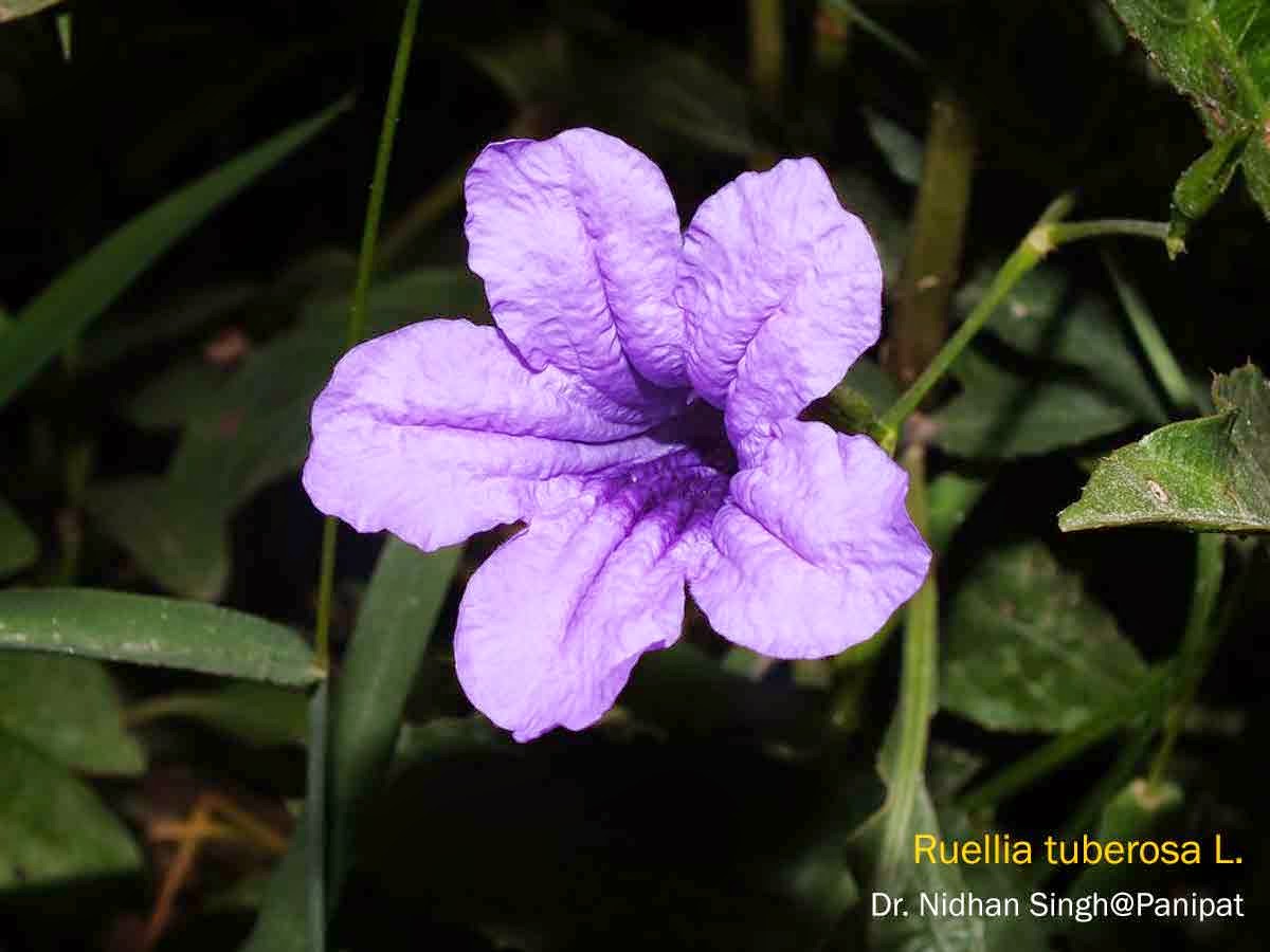 Medicinal Plants: Ruellia tuberosa, chatpati, Minnie Root, pattaskai