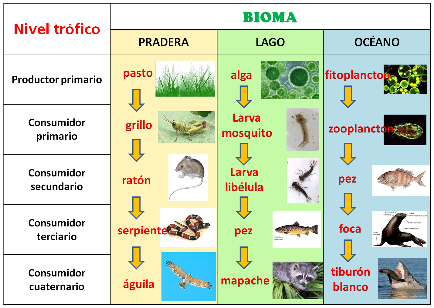 La cadena alimenticia de los animales - Imagui