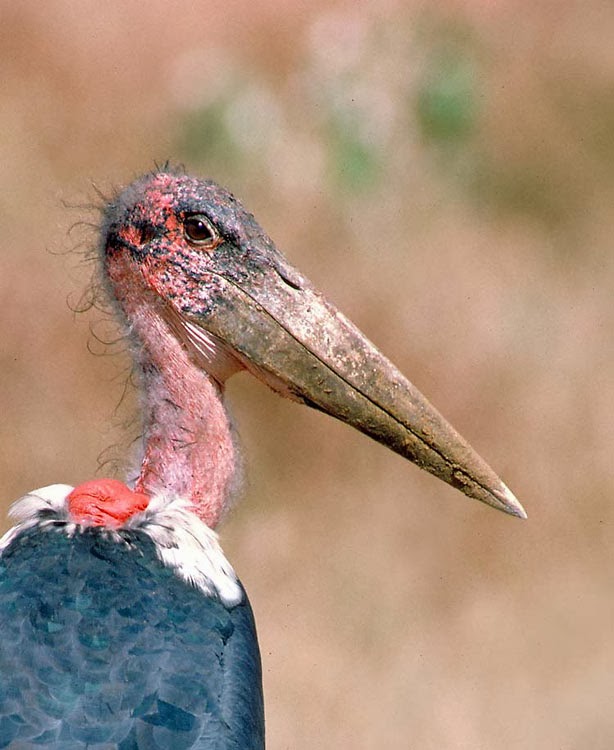 Marabú africano (Leptoptilos crumeniferus)
