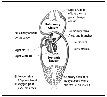 Seven Days per Week: SPM Biology 10 Transport (Part 6)