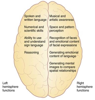 Cognitive Neuropsychology: Week 8 - Hemispheric lateralization of function
