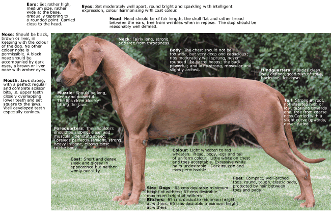 Van Rooyen Kennel (Rhodesian Ridgebacks) Crianza Selectiva
