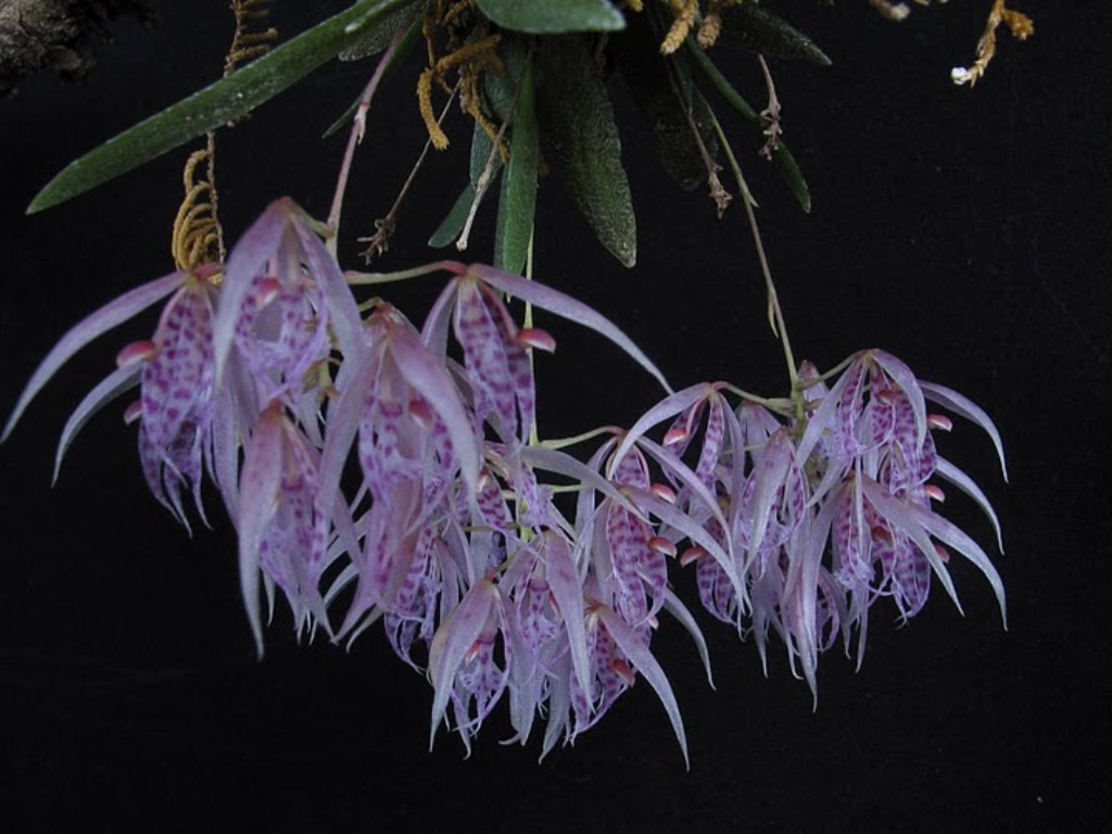 List of natural Orchidaceae genera(M)