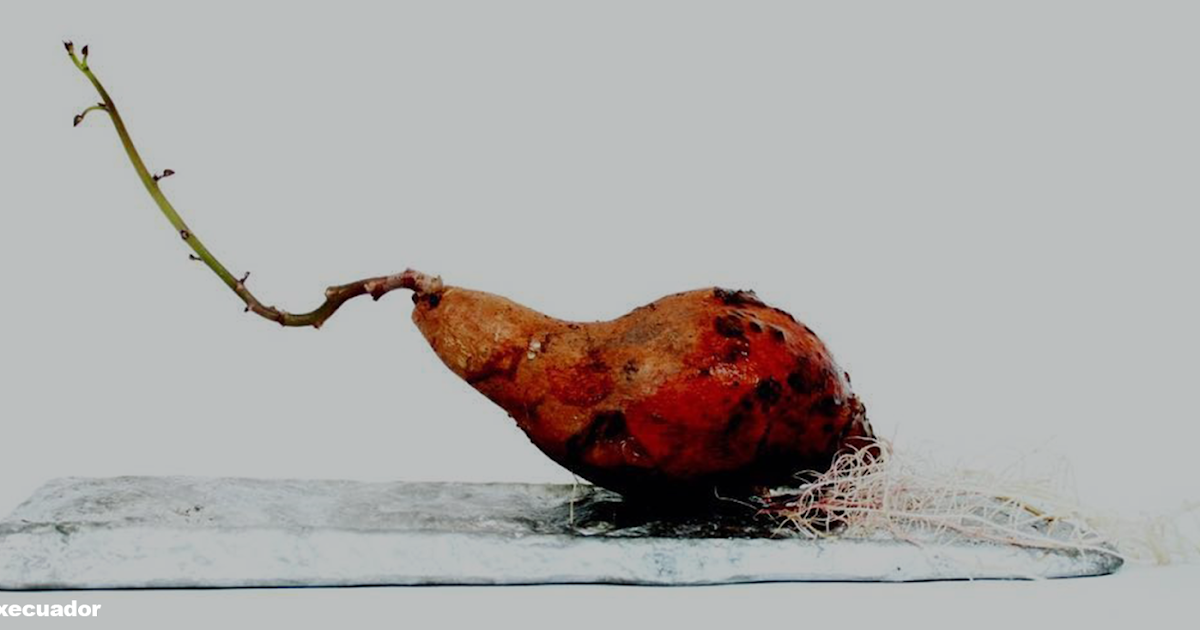 La PLANTA DE CAMOTE y su valor nutricional en el mundo