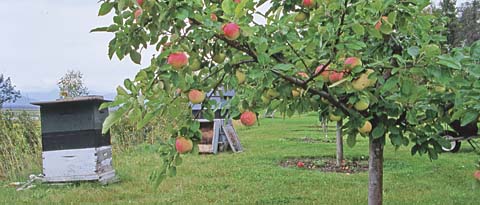 Green Girly: Zone 3 Gardening: Goodland Apple Tree