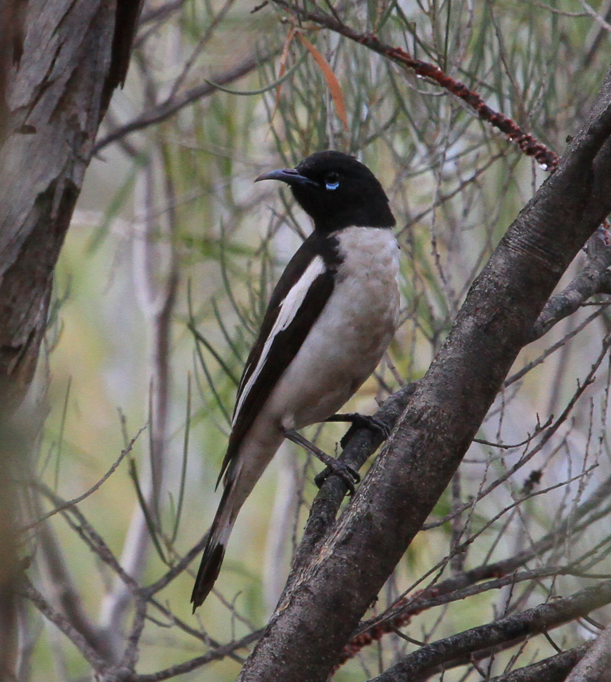 Richard Waring's Birds of Australia: Robins up close, Cuckoo as well ...