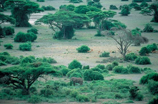 geo-blog de alba: clima tropical