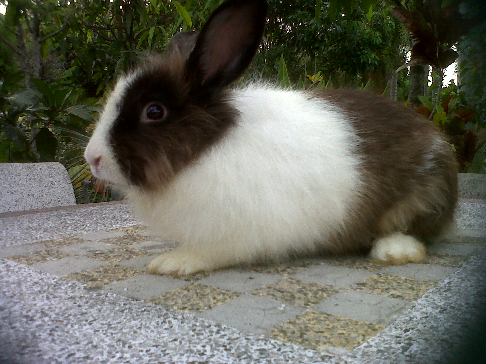 arnab kubang pasu kedah: ARNAB ANGORA INDUK (KOD IAG1212)