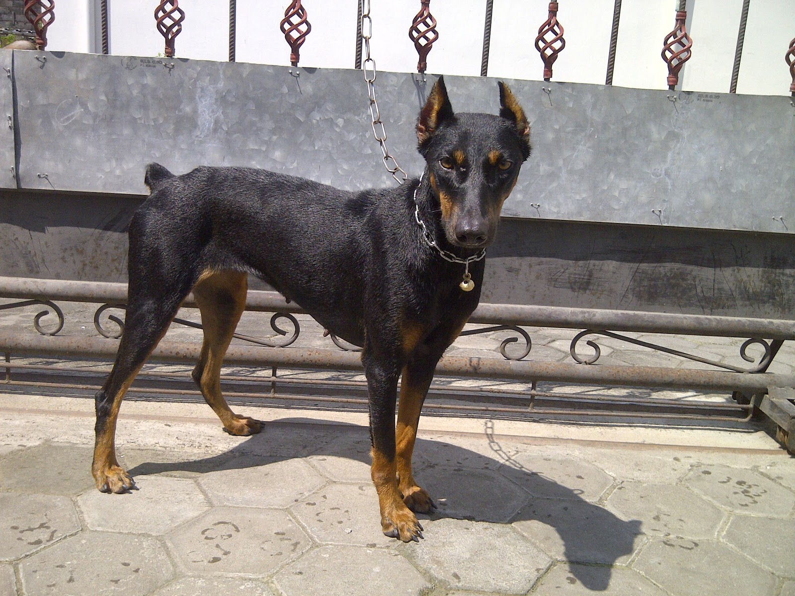 Doberman : Ciri dan Sifat Anjing Doberman