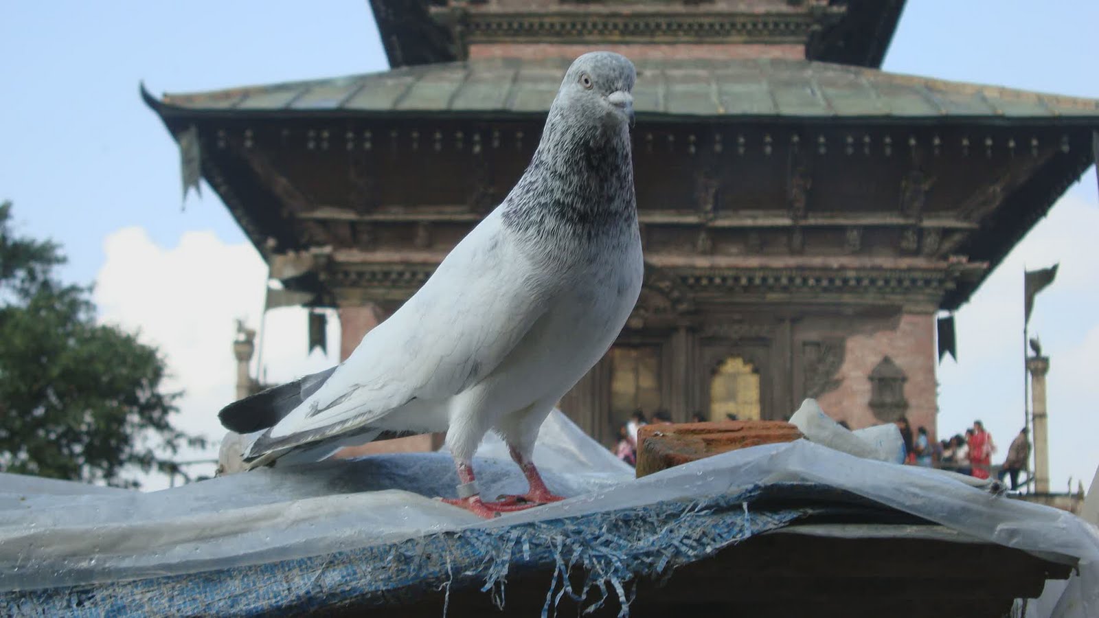 PIGEONS OF Nepal: COMMON PIGEONS!!!!!!