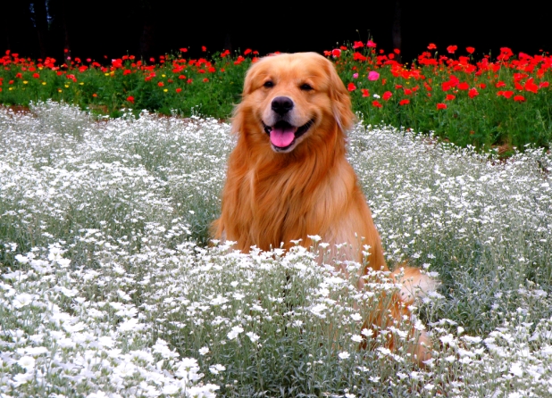 White Wolf : Beautiful Photos Of 25 Animals Who Are Enjoying Spring