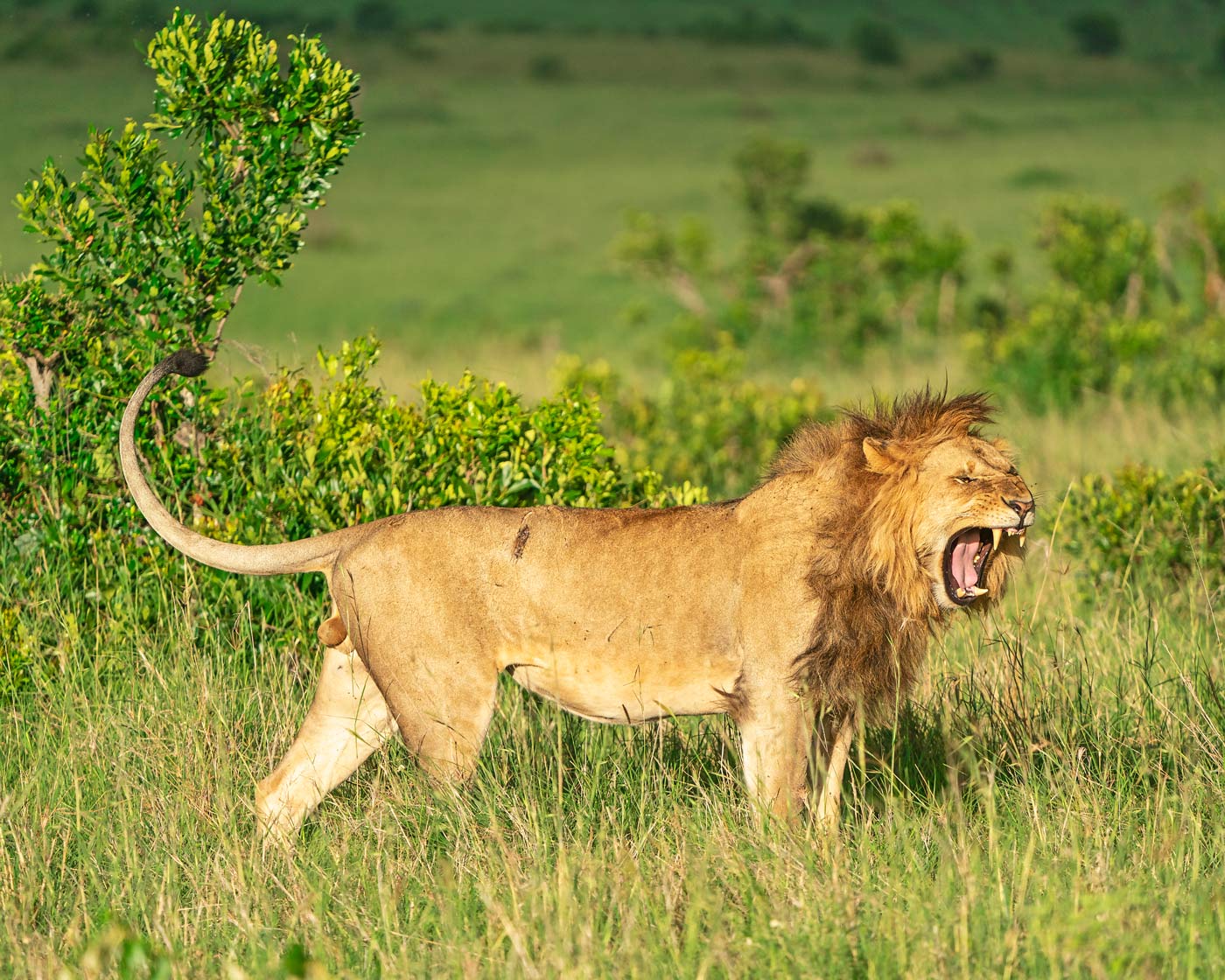 Jose E Hernandez World: On a Kenyan Safari with Sony Photo Gear