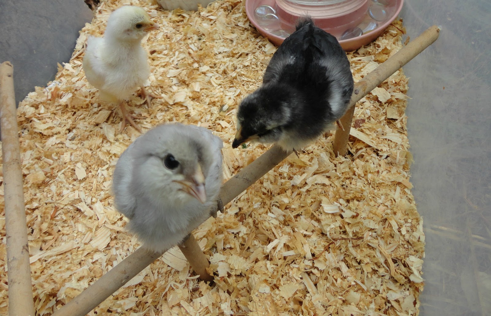 Expert Tips for Basic Baby Chick Care - Fresh Eggs Daily® with Lisa Steele