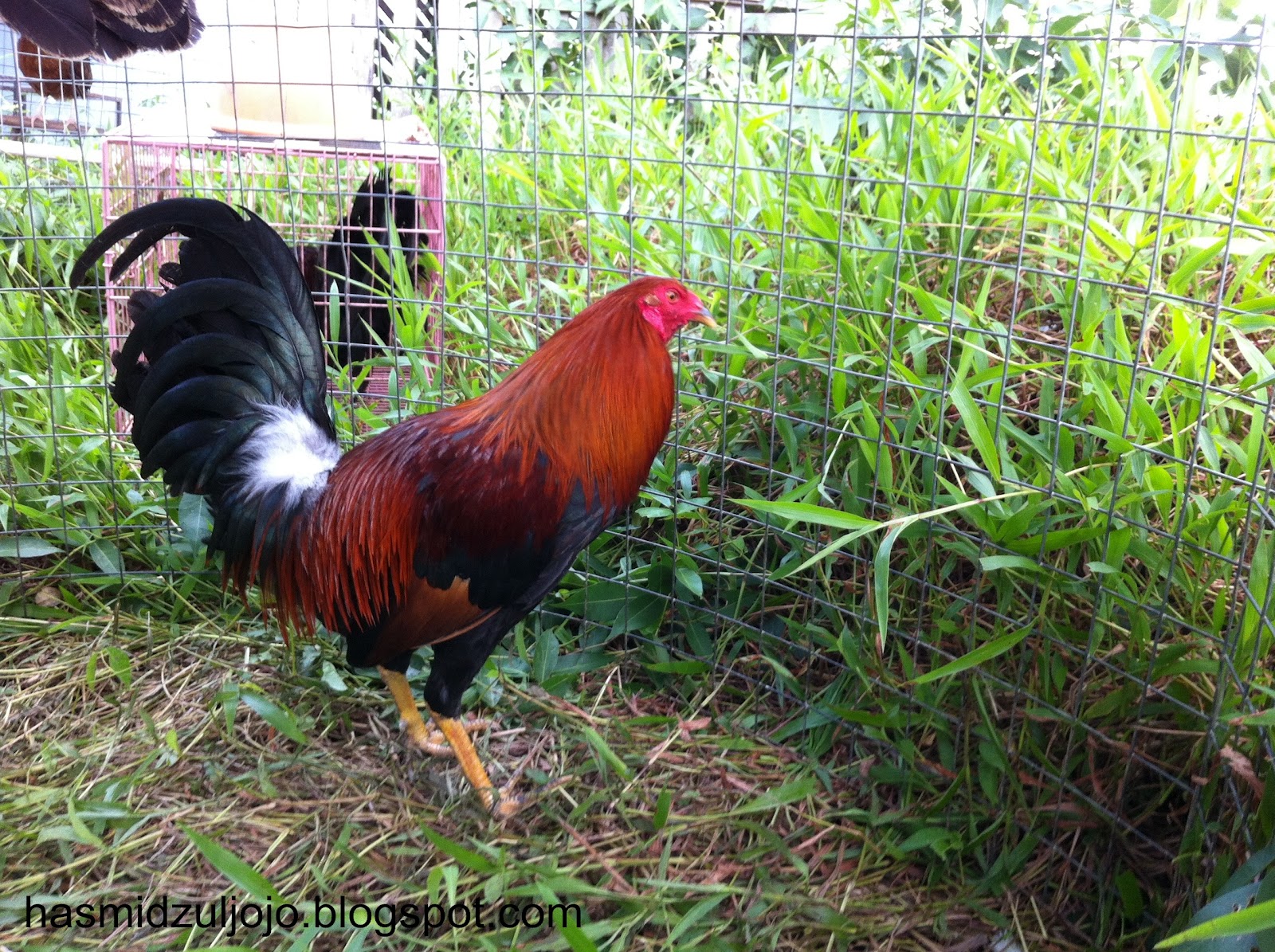 Hasmidzul Gamefowl: Hens for breeding 2012 part 2
