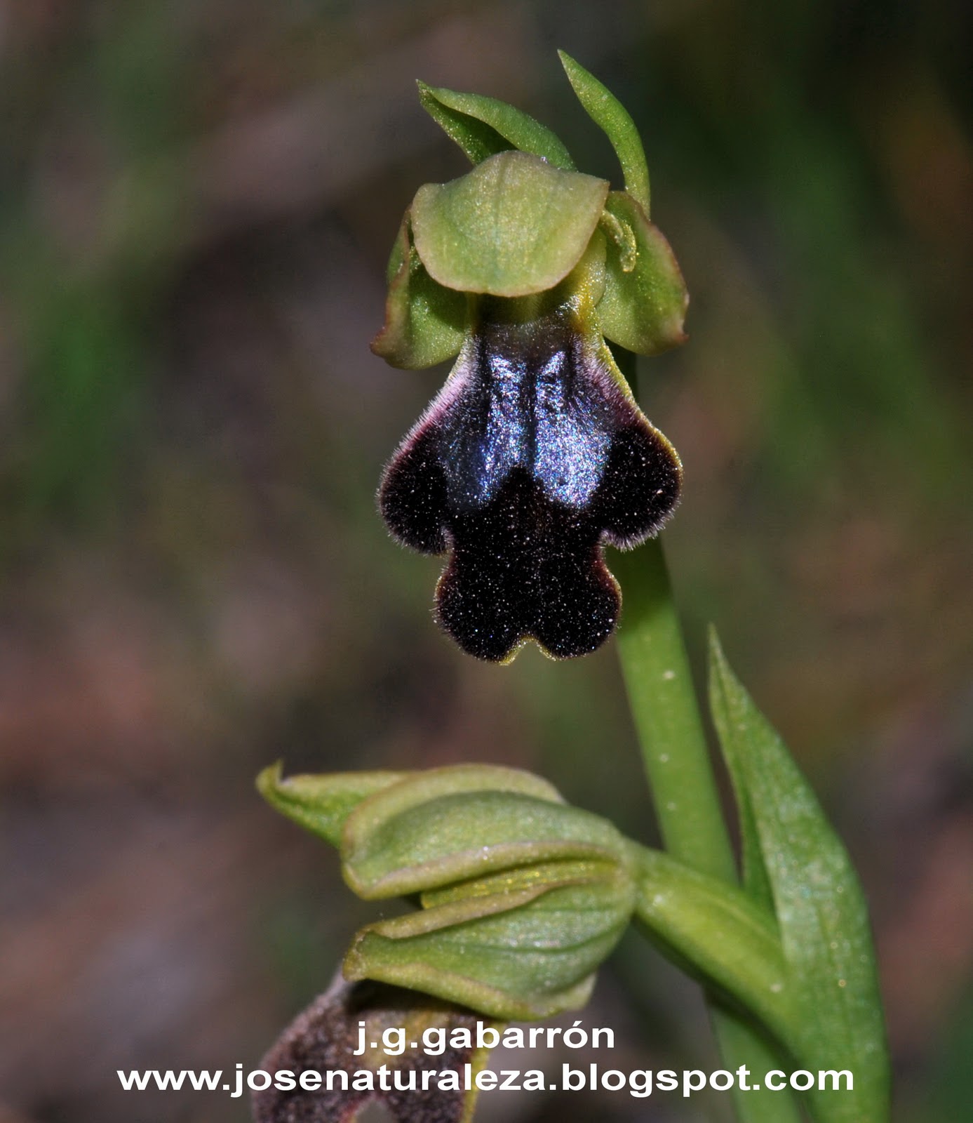 Naturaleza Viva: Ophrys fusca Link Fam: Orchidaceae