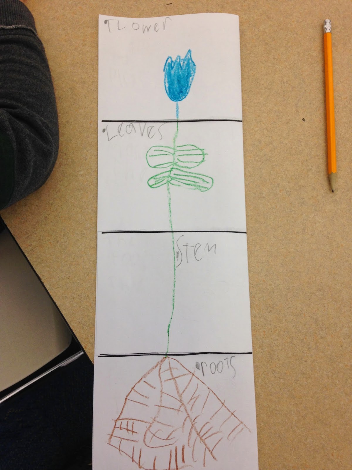 A Very Curious Class: Plant Parts