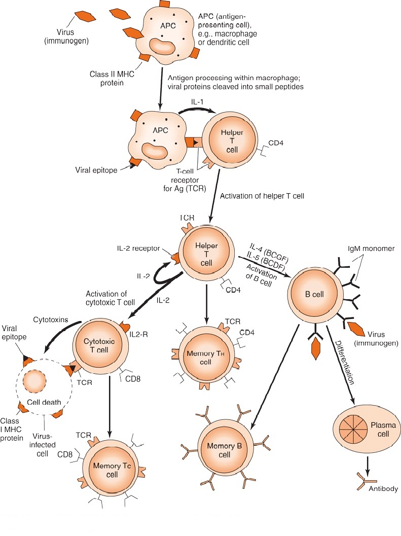 What is Immunology?