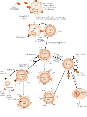 What is Immunology?