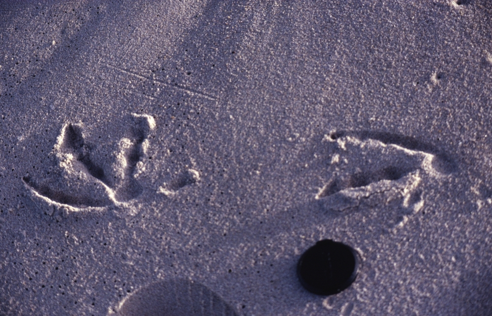 Old writer on the block: More about animal tracks