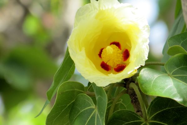 A GUIDE TO NORTHEASTERN GARDENING: The Gardens of Aruba: A Look Beyond ...