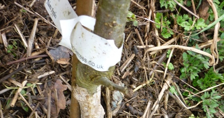 An English Homestead: Inarching A Damaged Apple Tree
