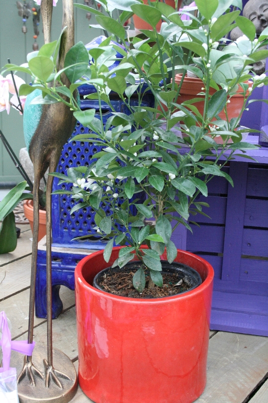 The Flower Bin: How to Grow Dwarf Citrus Indoors