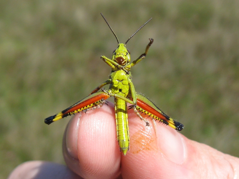 halacha - What are the signs for Kosher Locusts? - Mi Yodeya