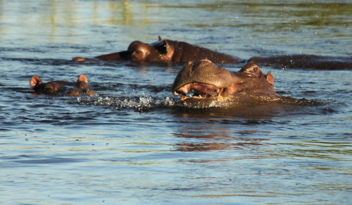 travelswithkathleen: Whac-A-Hippo