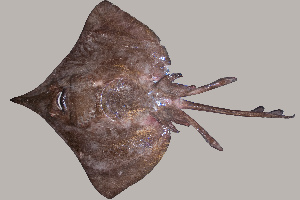 Artes de Pesca: VAMOS A PESCAR DIPTURUS