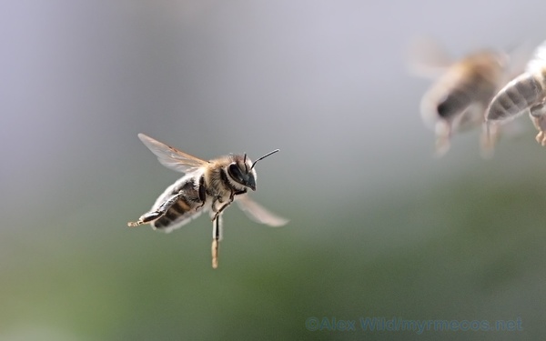 Awe & Some!: Amazing Insect Photography [26 Photos]