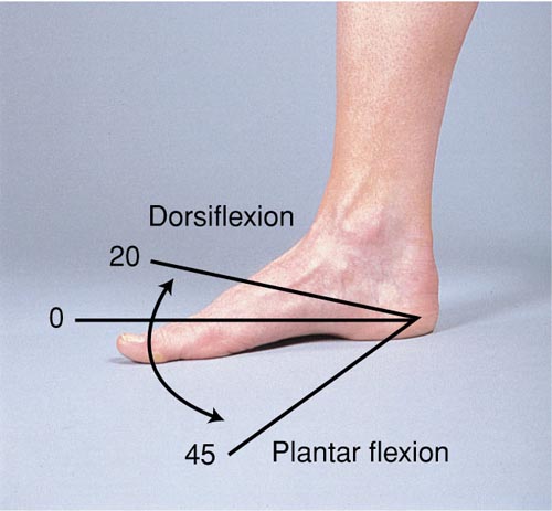 Flexion Plantar