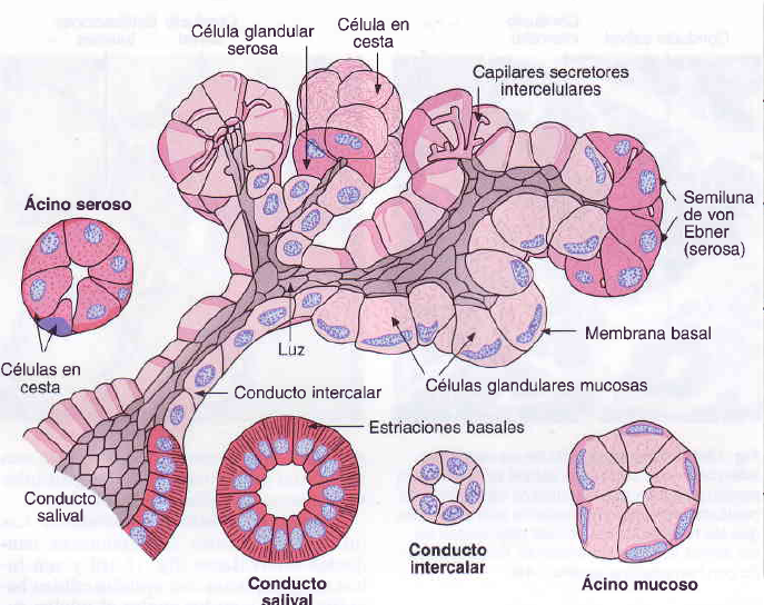 Histología de Chuchito: septiembre 2011