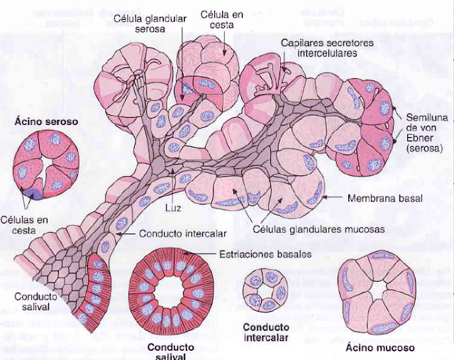Histología de Chuchito: Práctica 7: Submaxilar, tiroides, suprarrenal