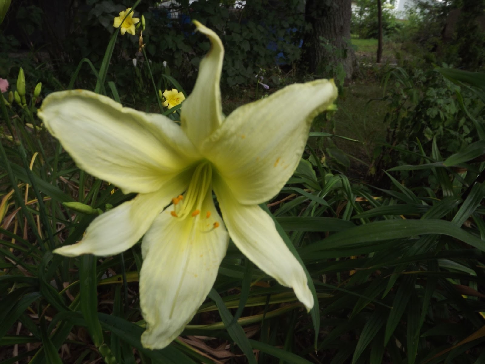 Michigan Gardener: 2013