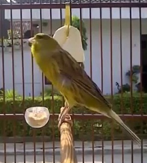 Perbedaan Dan Ciri-Ciri Kenari Af, Afs, F1, F2, Dan F3 - TEAM KICAU