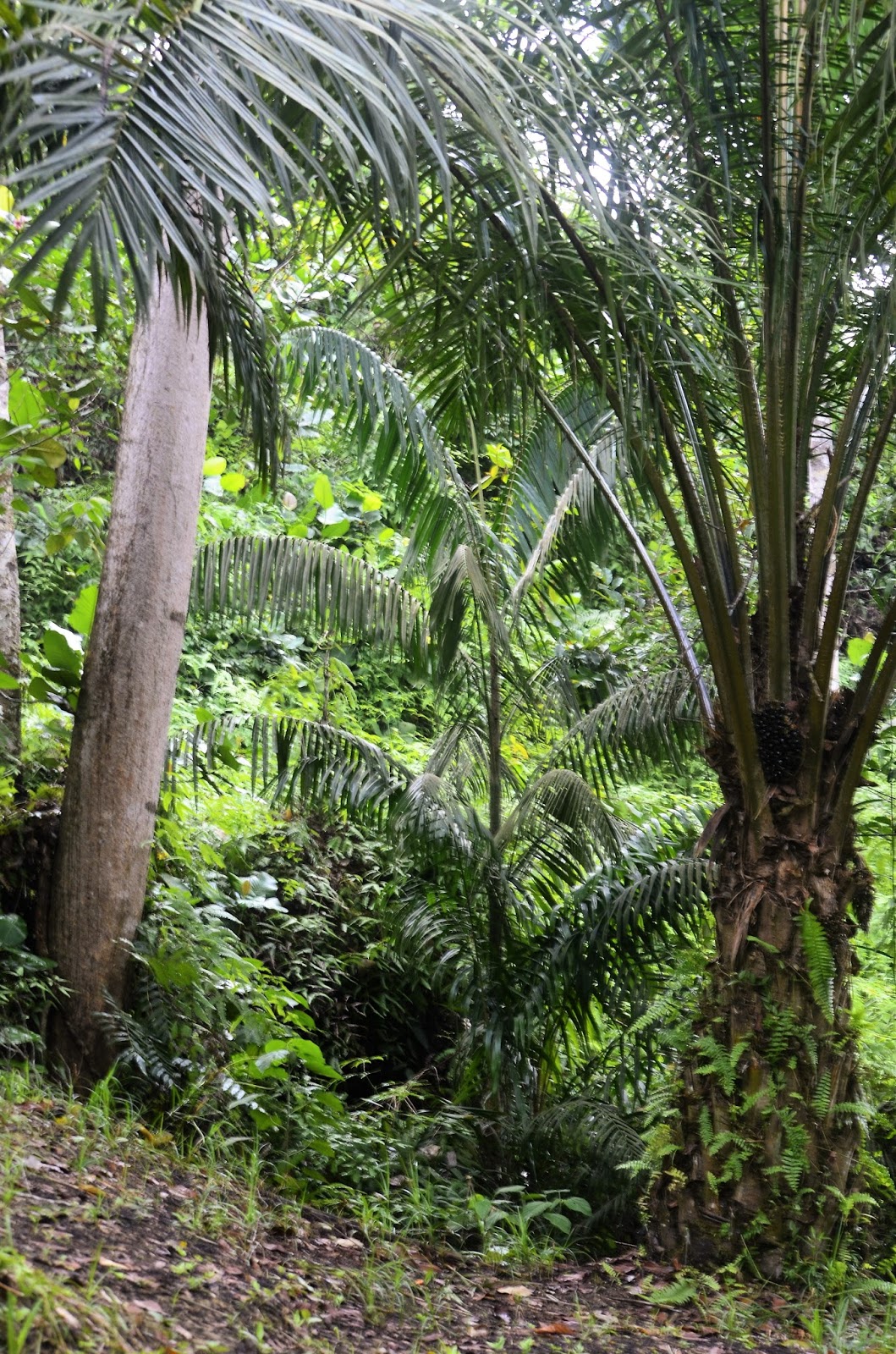 The Kambatik Park, Bintulu.: The useful 'Nibong' palm ( Oncosperma ...