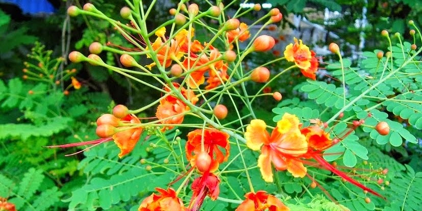 BUNGA KEMBANG MERAK UNTUK PENGOBATAN HERBAL YANG MUJARAB - Raden Pedia