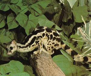 Universo Animal: ¿Qué es el linsang?