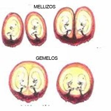 Blog CICLO 3º Primaria STJ : C. NATURALES LA REPRODUCCIÓN HUMANA