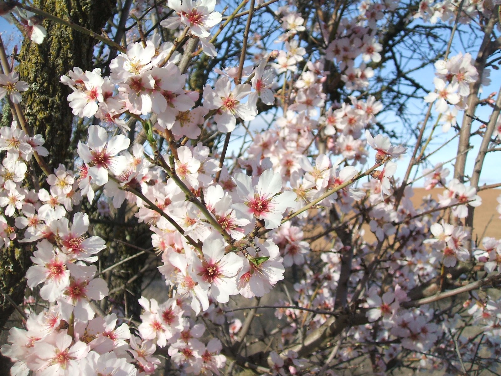 Luz y Color: Almendro en flor..adelantándose a la Primavera, una ...